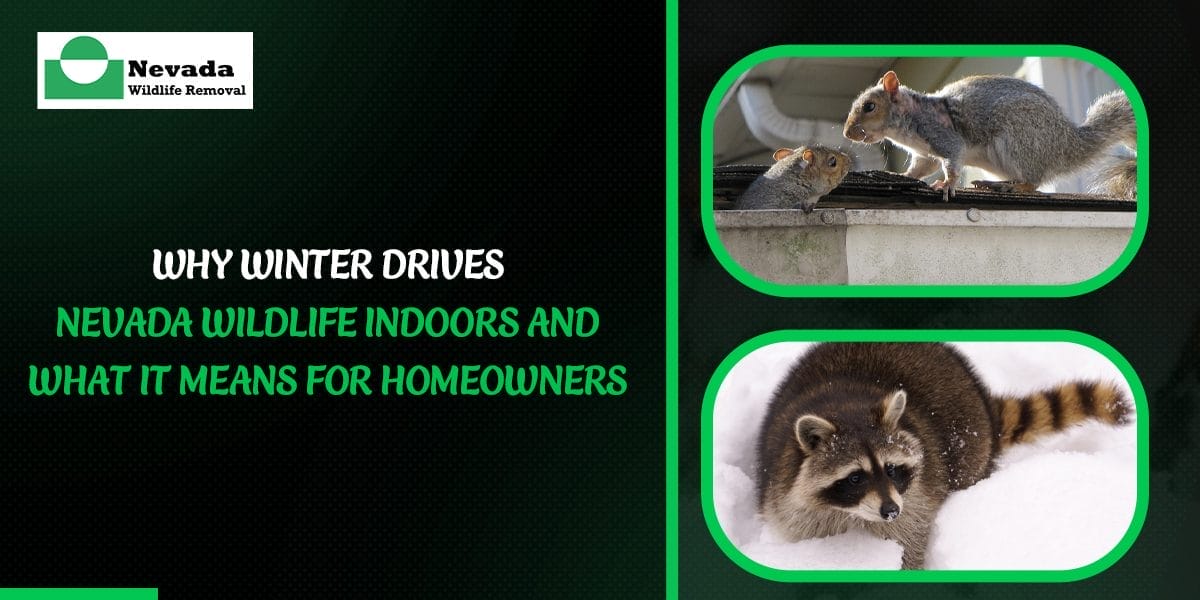 Why Winter Drives Nevada Wildlife Indoors for Homeowners